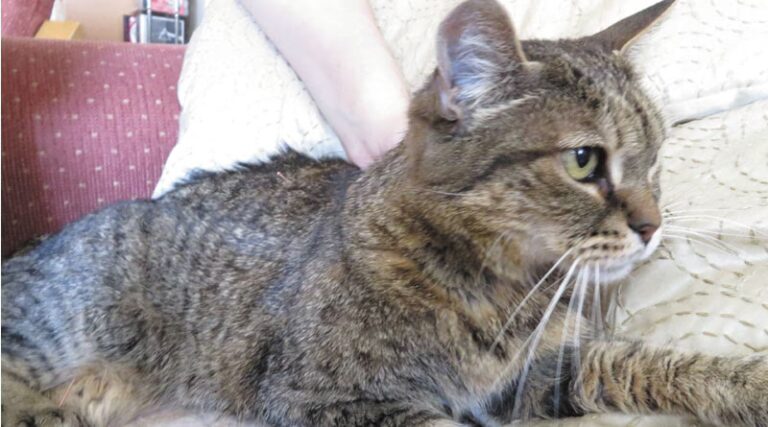 Infección Urinaria En Gatos: Guía Completa | SA Acupuntura
