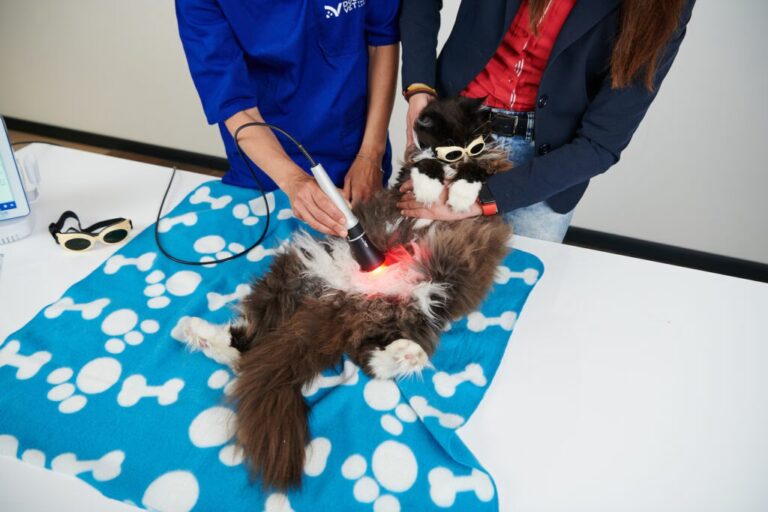 Infección Urinaria En Gatos: Guía Completa | SA Acupuntura
