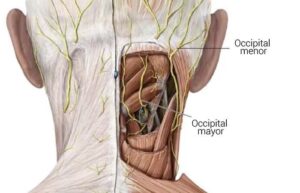 Neuralgia Occipital: Alivio Del Dolor | SA Acupuntura